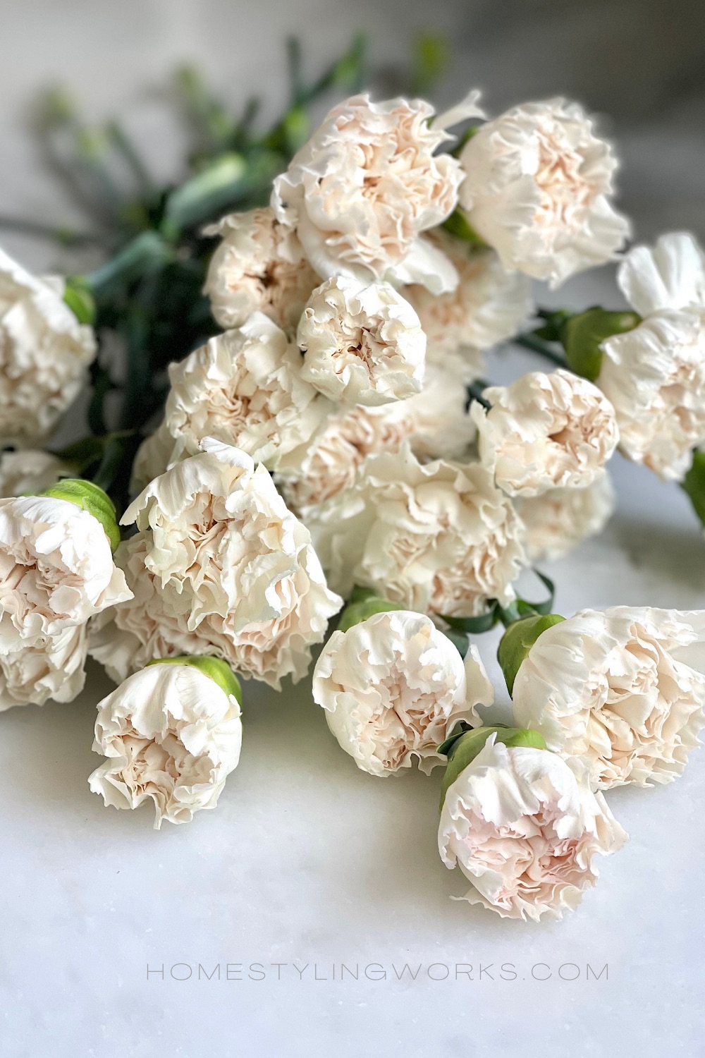 SUPERMARKET FLOWERS THAT DON'T GET ENOUGH LOVE: CARNATIONS - Home ...