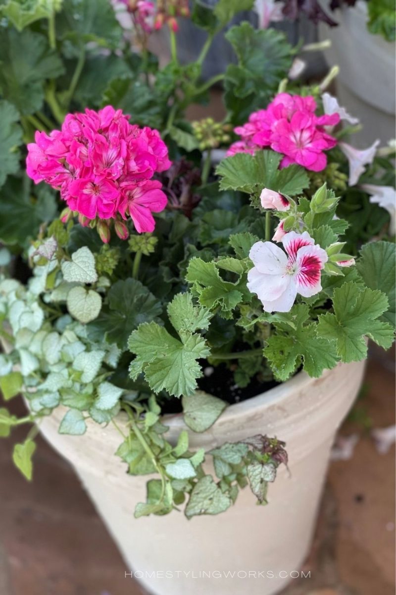 HOW TO MAKE BEAUTIFUL CONTAINER GARDENS WITH GERANIUMS - Home Styling Works
