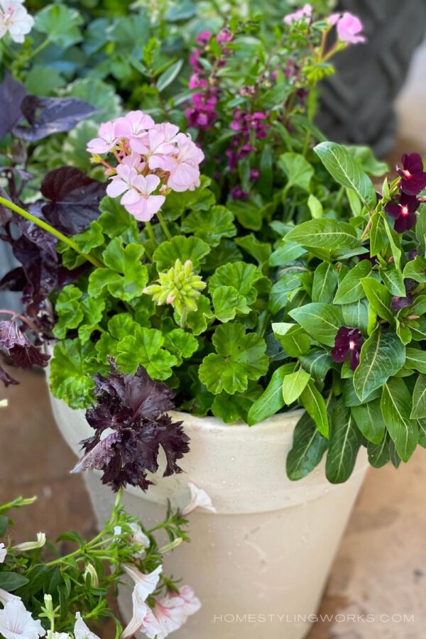 HOW TO MAKE BEAUTIFUL CONTAINER GARDENS WITH GERANIUMS - Home Styling Works