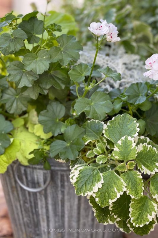 HOW TO MAKE BEAUTIFUL CONTAINER GARDENS WITH GERANIUMS - Home Styling Works