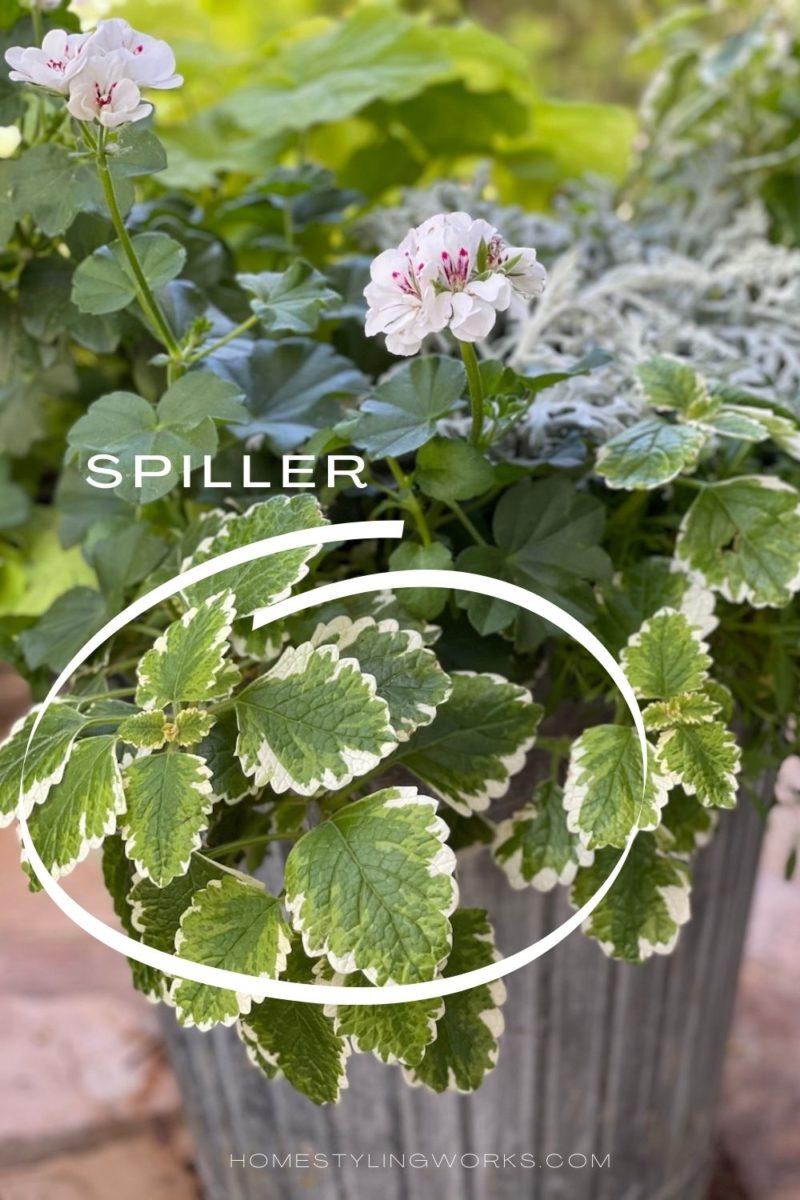 HOW TO MAKE BEAUTIFUL CONTAINER GARDENS WITH GERANIUMS - Home Styling Works