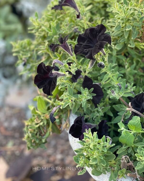 TAKE YOUR GARDEN TO THE DARK SIDE - Home Styling Works