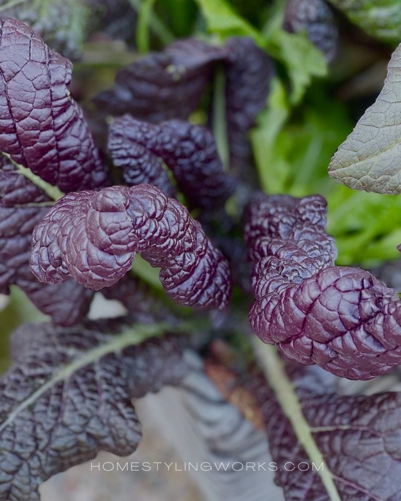 TAKE YOUR GARDEN TO THE DARK SIDE - Home Styling Works