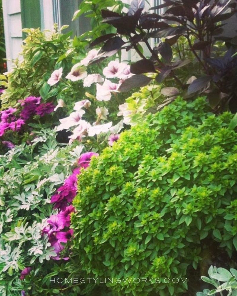 TAKE YOUR GARDEN TO THE DARK SIDE - Home Styling Works