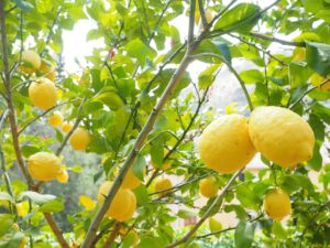 MY SECRET TO MAKING THE BEST HOMEMADE LIMONCELLO - Home Styling Works